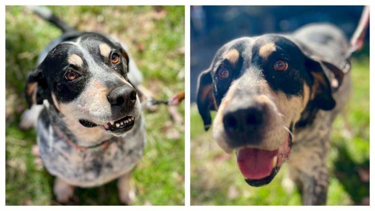 Pup rescued from animal attack and 4 other bittersweet shelter stories