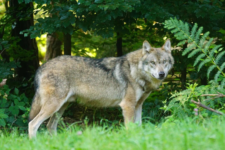 Wolves have returned to Denmark, and not everyone is happy about it