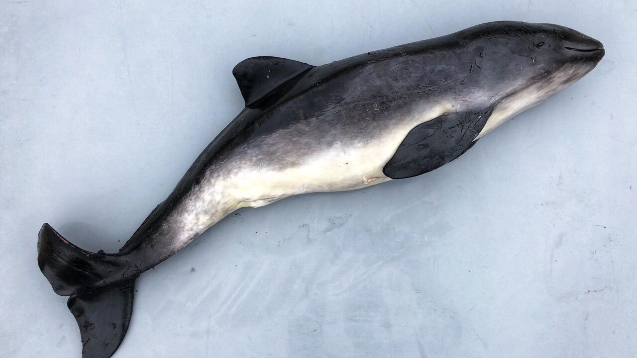 Bruinvis gespot in Herentals: "Eerste keer zo diep landinwaarts in het ...