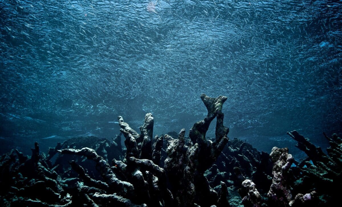 Earth Just Crossed a Climate Line It Can’t Uncross, Coral Reefs Are the ...