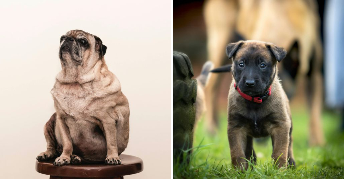 7 Calm And Well-Mannered Dog Breeds For New Owners And 6 Spirited Dogs ...
