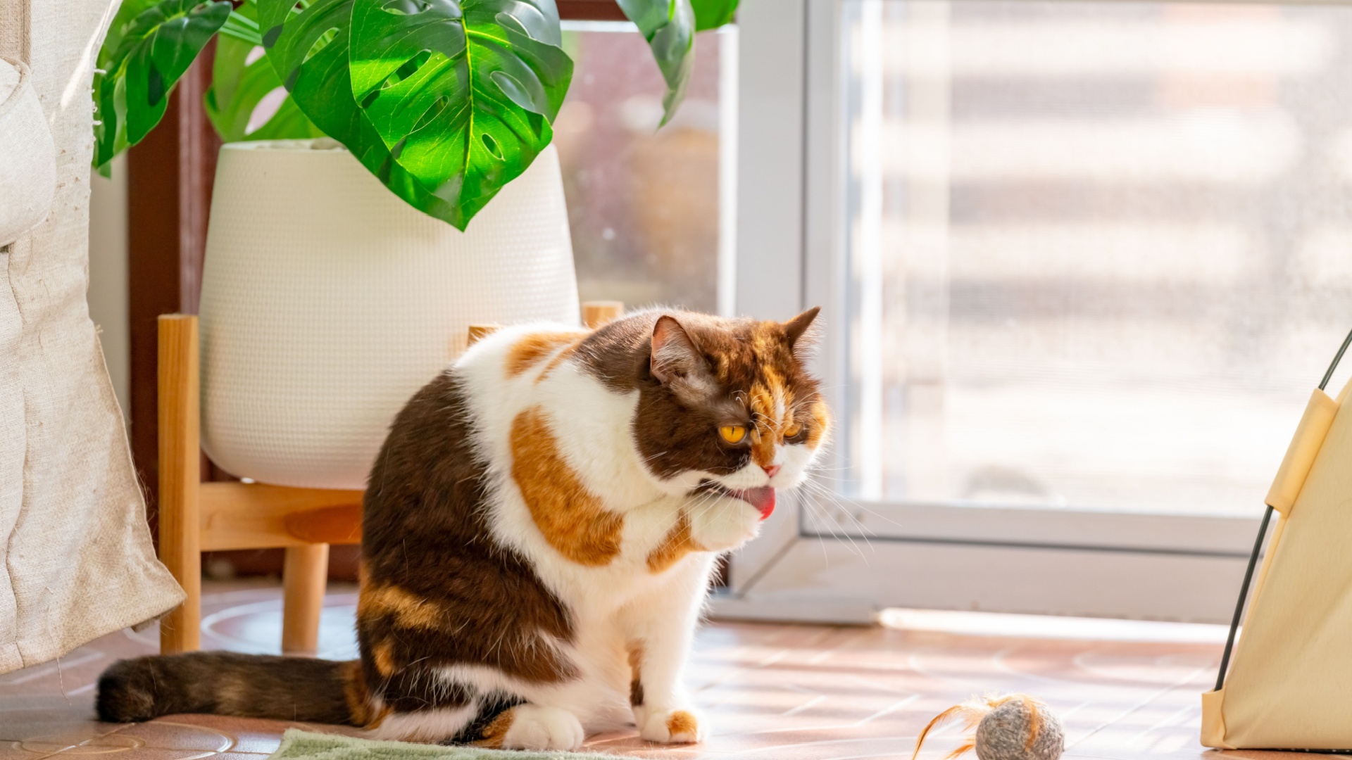 11 Things Cats Do That Would Be Toxic If Humans Did Them