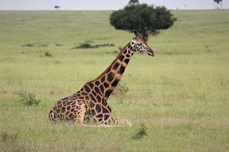 Natural World Heritage sites under growing threat, but bright spots remain