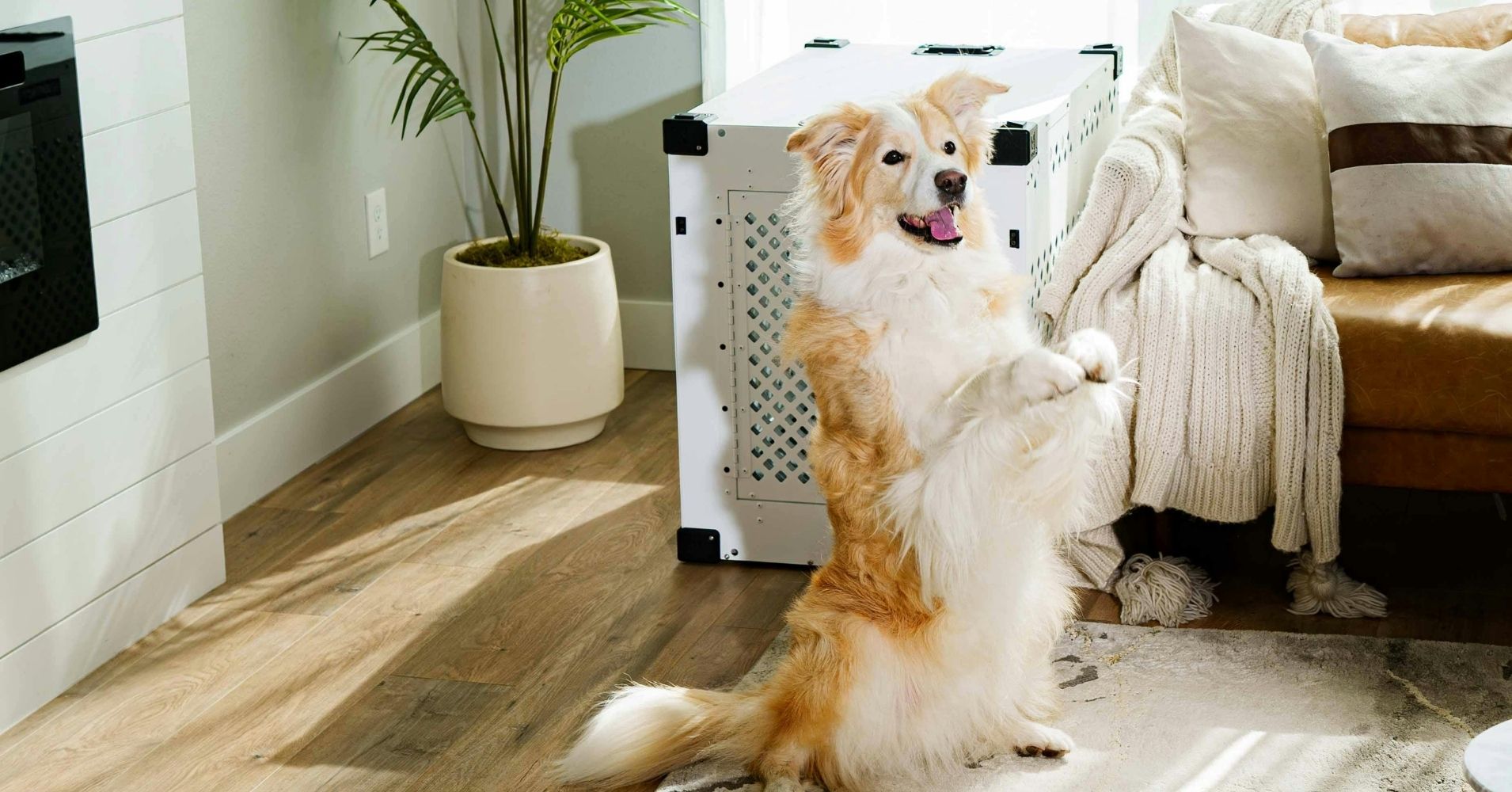 28 Small Dog Breeds Well-Suited for Apartment Living
