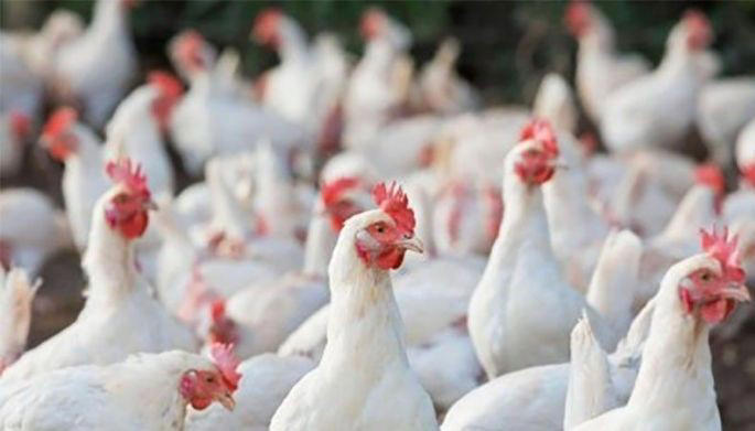 Philippines Lifts Ban On Poultry Imports From New Zealand