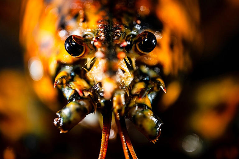 Rare calico lobster makes a splash