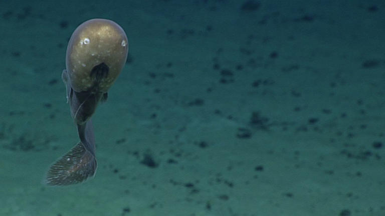 Watch: Rare Footage Captures Freaky Faceless Cusk Eels Lurking On The Deep-Sea Floor