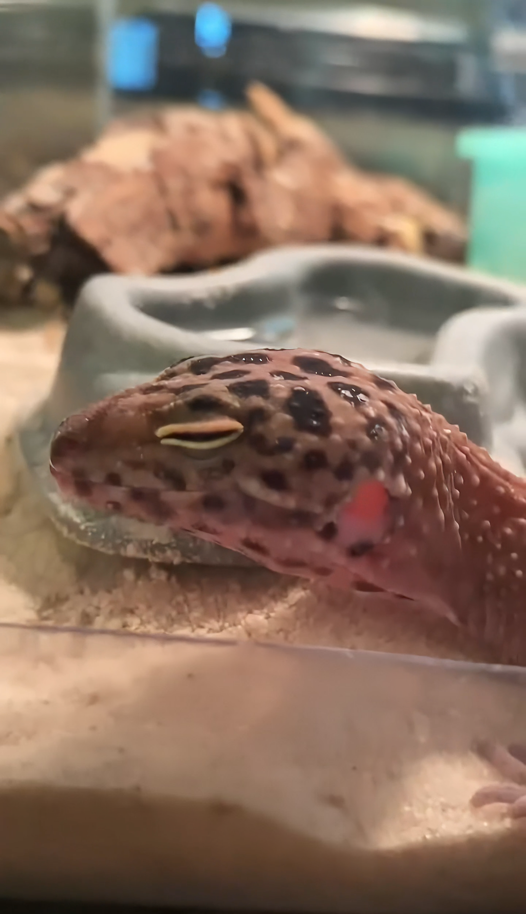Life of a Leopard Gecko!