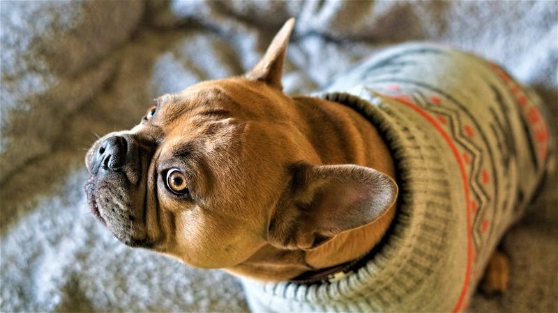 28 Small Dog Breeds Well-Suited for Apartment Living