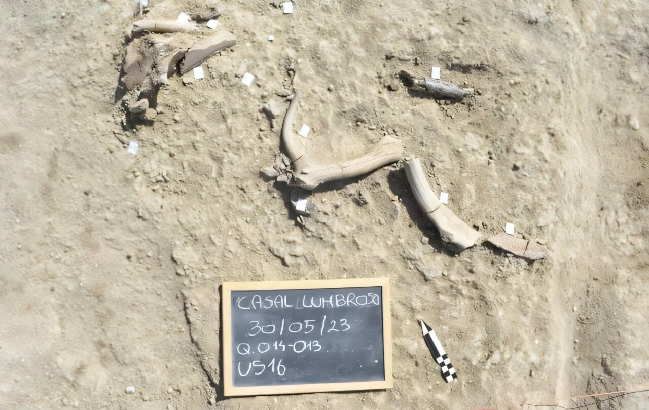 How a 400,000-year-old elephant skeleton solved a tantalizing puzzle of ...
