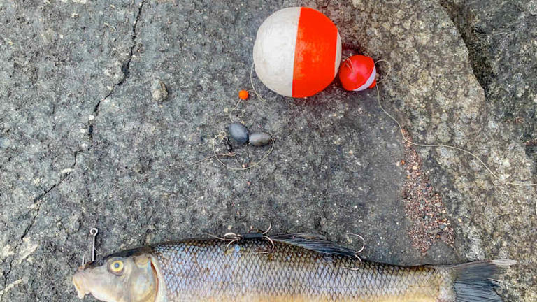 One Rig That Outfishes Every Lure: The Secret to Fall Muskie Success
