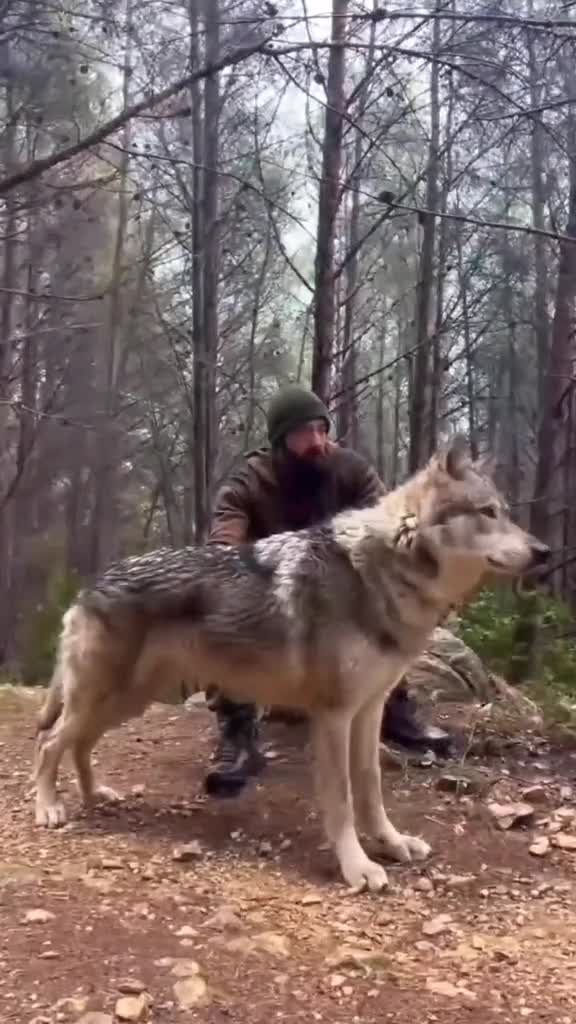 Walking With a Wolf: My Unforgettable Encounter in the Wild