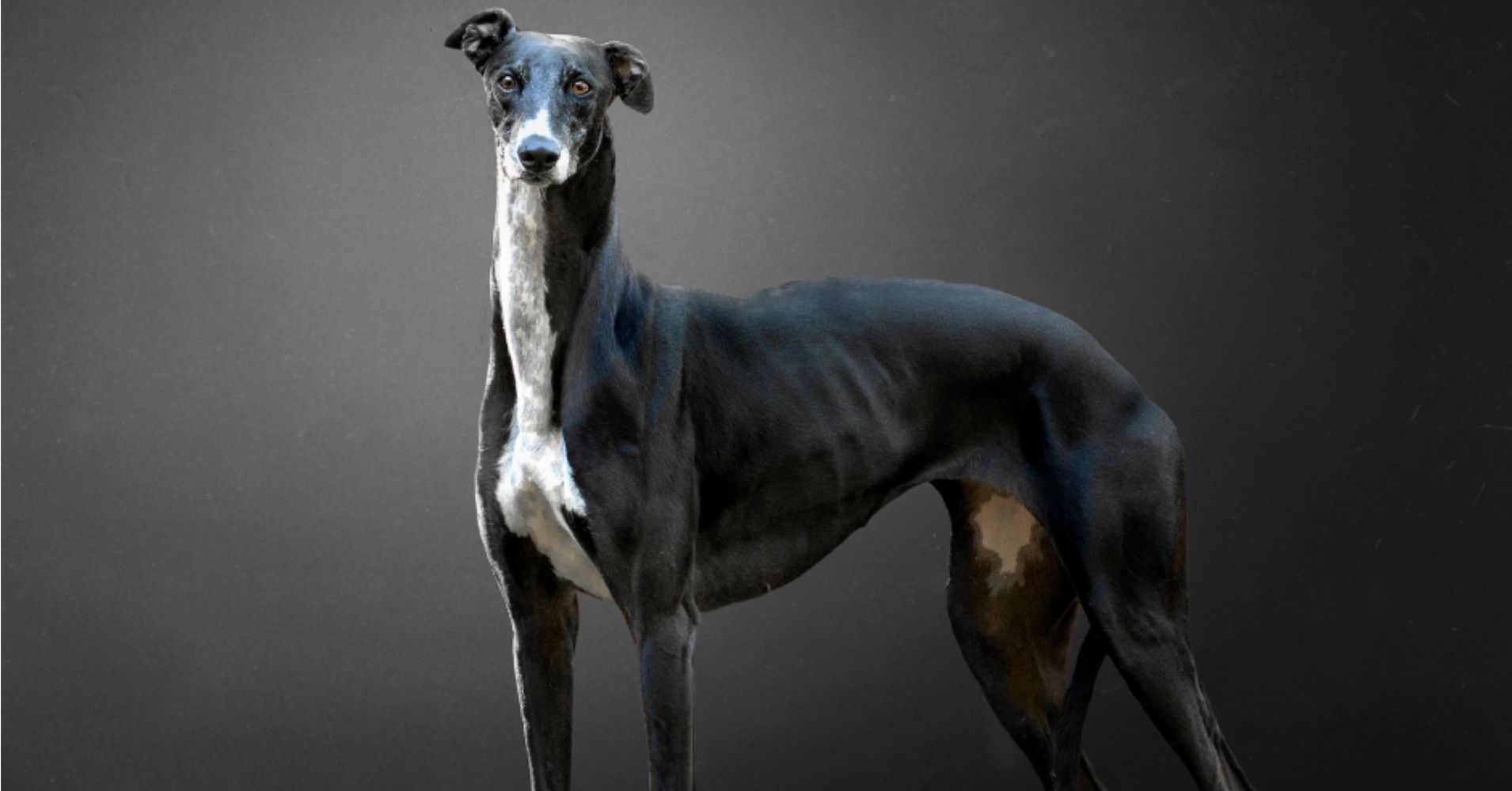 28 Rare and Unique Dog Breeds Worth Discovering
