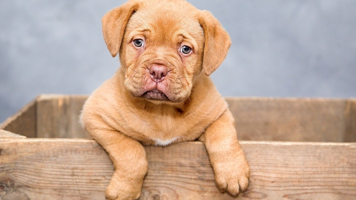 15 secret rules of love that every dog follows without their human noticing