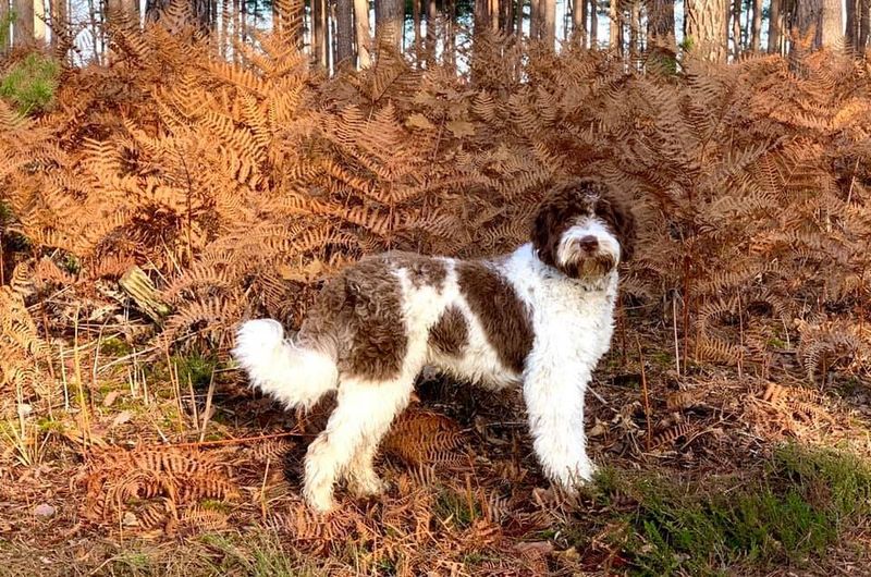 28 Rare and Unique Dog Breeds Worth Discovering