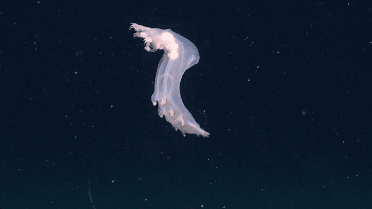 Watch This Funky Sea Pig Dancing Its Way Through The Deep Sea, Over ...