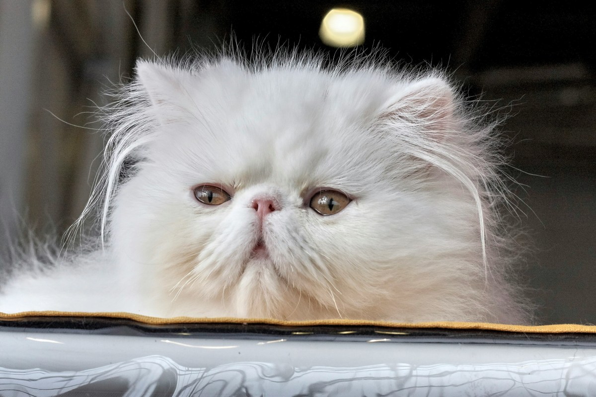 Persian Cat's Permanent Bedhead Look Wins the Internet