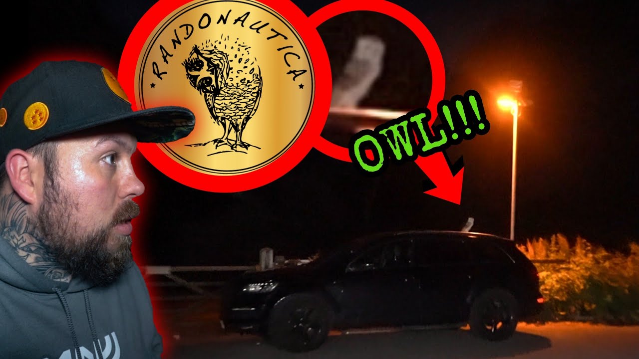 I spotted an owl landing on my car! 🦉