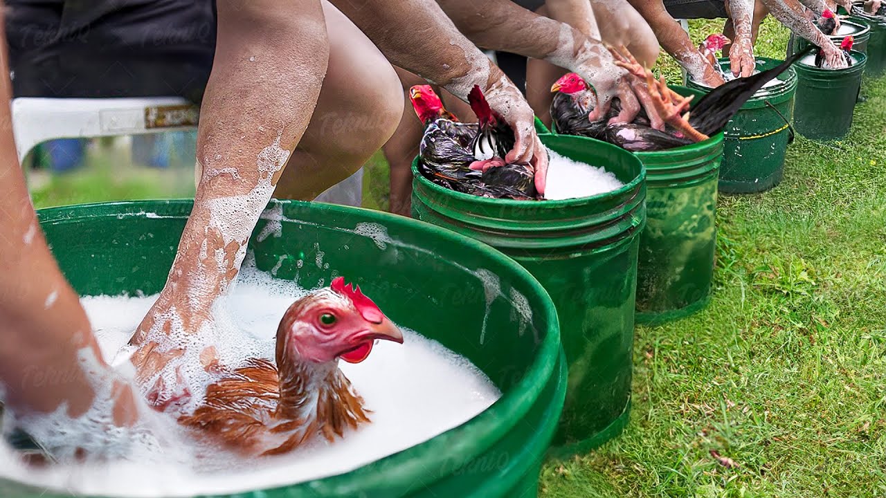 How elite roosters are raised on a large-scale farming operation
