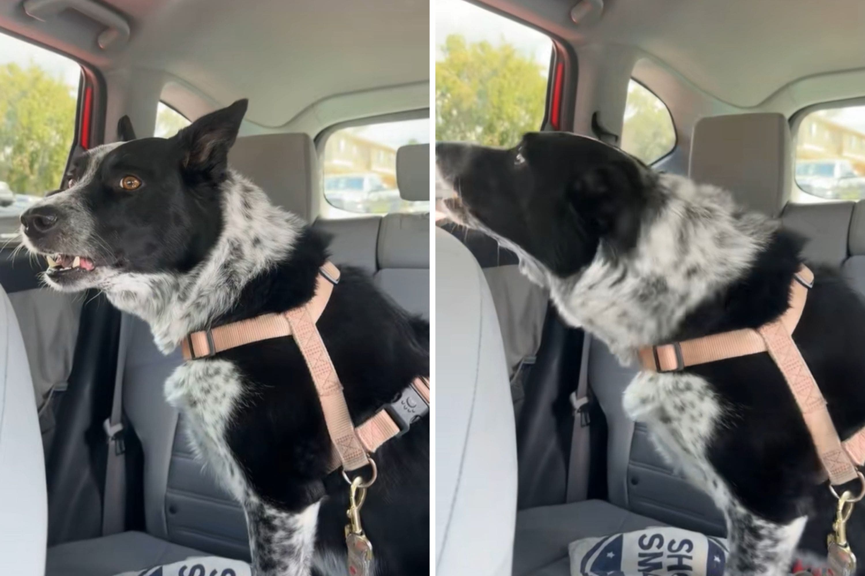 Dog keeps barking at cat in next car—then owner realizes the truth