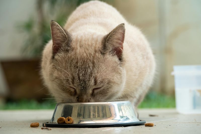 11 Things Cats Do That Would Be Toxic If Humans Did Them