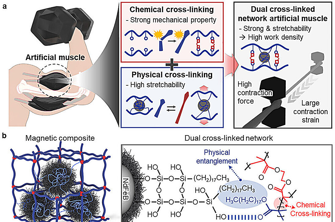 Artificial muscle can switch from soft to rigid to support 4,000 times ...