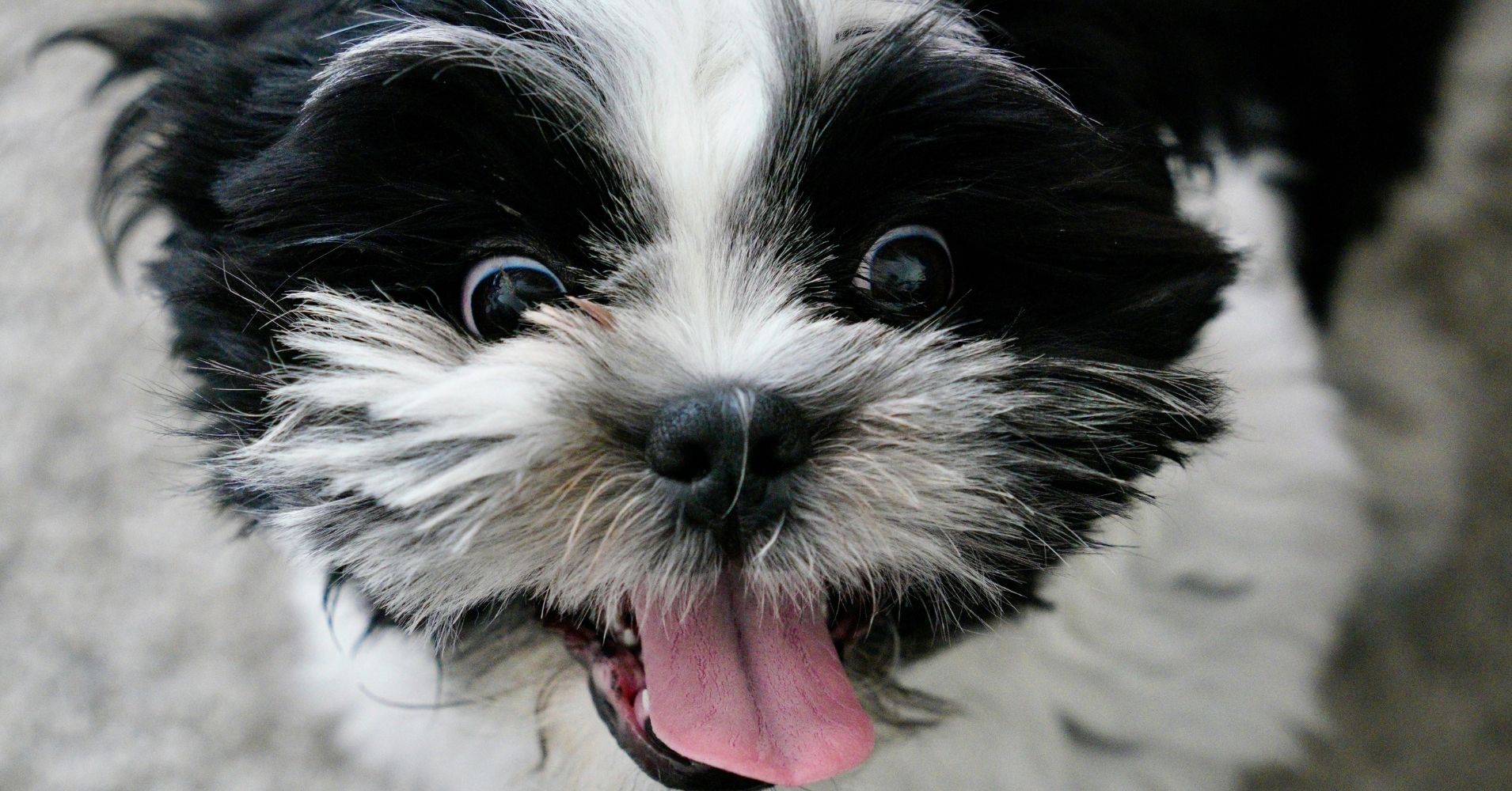 23 Compact Dog Breeds That Prove Size Doesn't Limit Personality