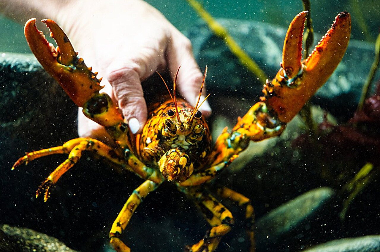 Rare calico lobster makes a splash