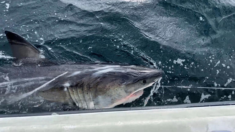 Newly tagged great white shark speeds to Florida, first of season