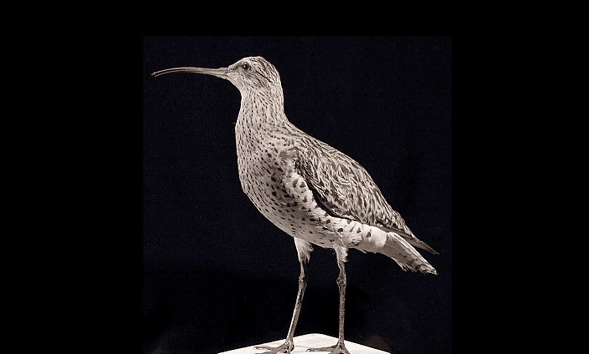 Officially Gone: Slender-Billed Curlew, Once-Widespread Migratory Bird ...