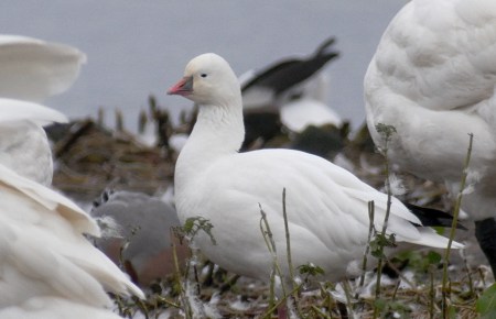 Rare bird flies into Lancashire from the High Arctic