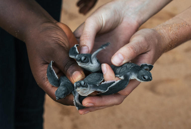 Turtle turnaround—dramatic comeback managed for priority species