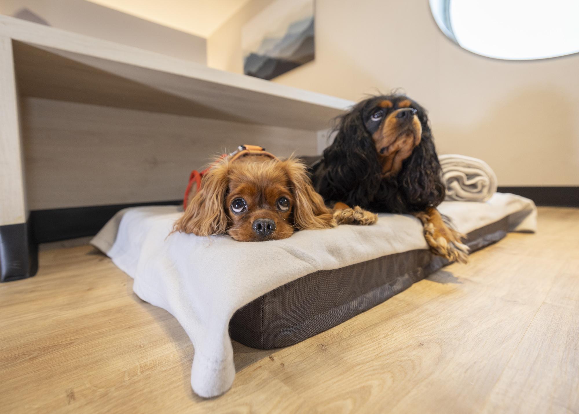 No ‘ruffing’ it with Stena Line as ferry company increases the number ...
