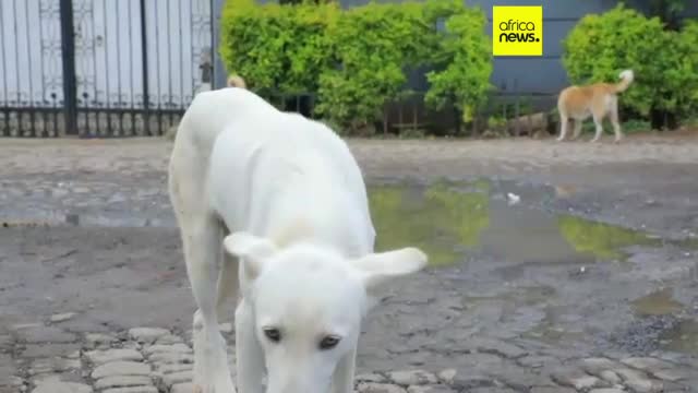 Ethiopia: One woman's mission to protect Addis Ababa's abandoned dogs