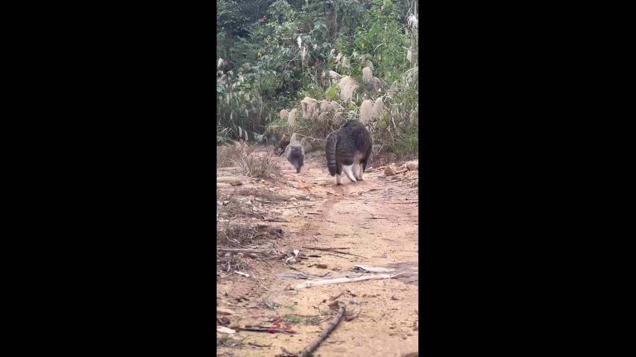 Cats dash along path beside tall grasses in Hunan, China