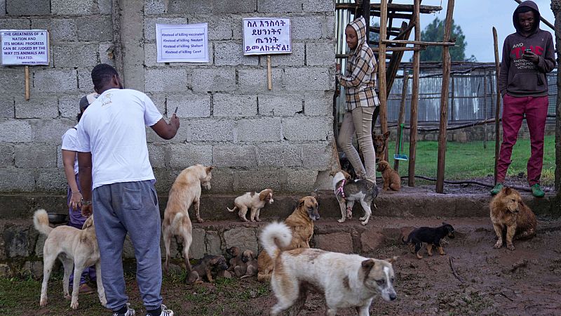 Ethiopie : à Addis-Abeba, Feven Melese se bat pour sauver les chiens ...