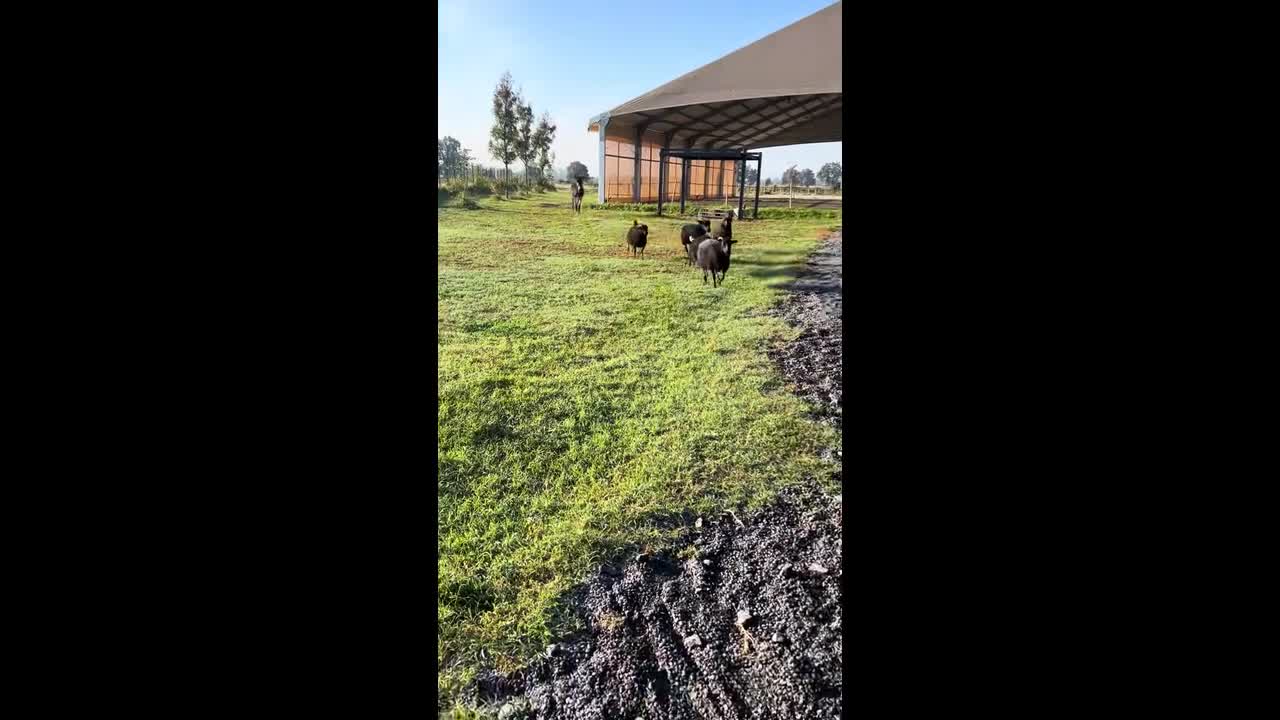 Playful donkey chases sheep on farm in Cremona, Italy