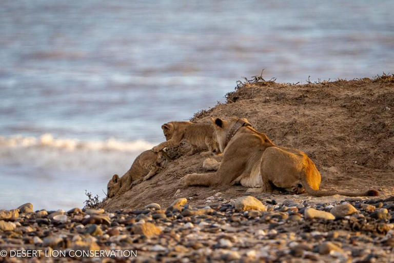 Adapt and Overcome: Namibian Lions Take Up Seal Hunting