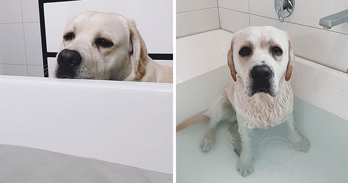 46 Funny Pets Who Know No Boundaries When It Comes To Personal Space