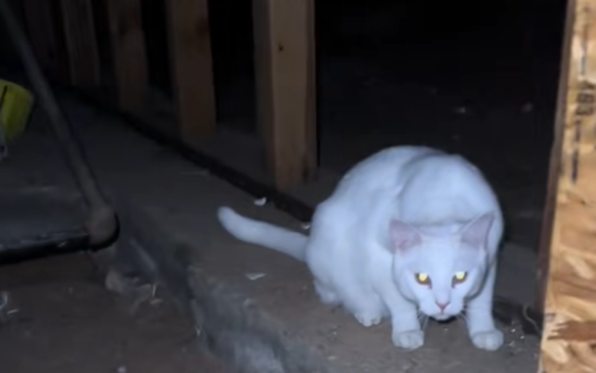 Cats discover hidden room in basement, owner creeped out at what’s inside