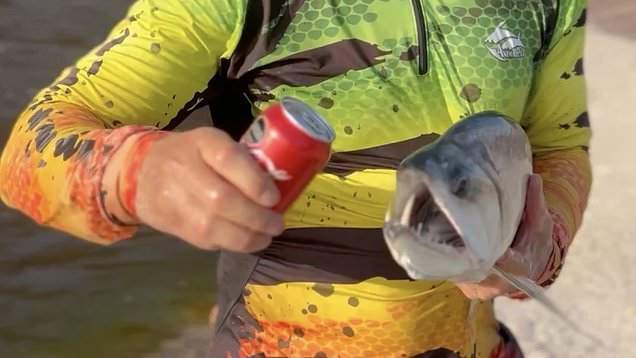 'Vampire fish' opens soda can