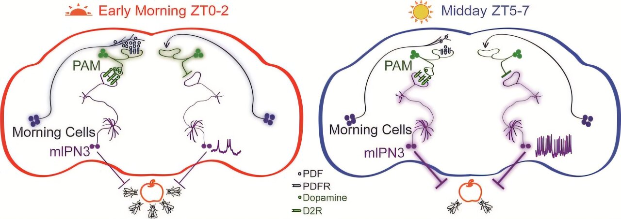 How the brain's internal central clock controls rhythmic foraging