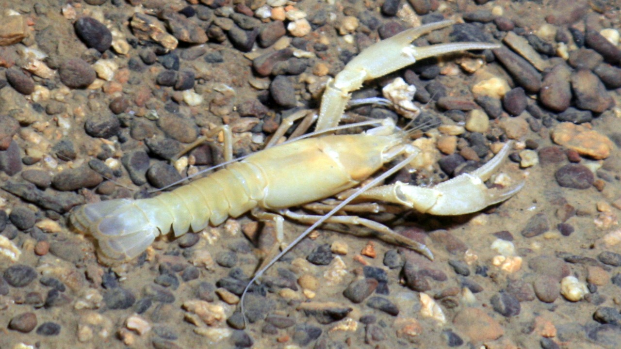 China finds colorless, eyeless cave species defying logic