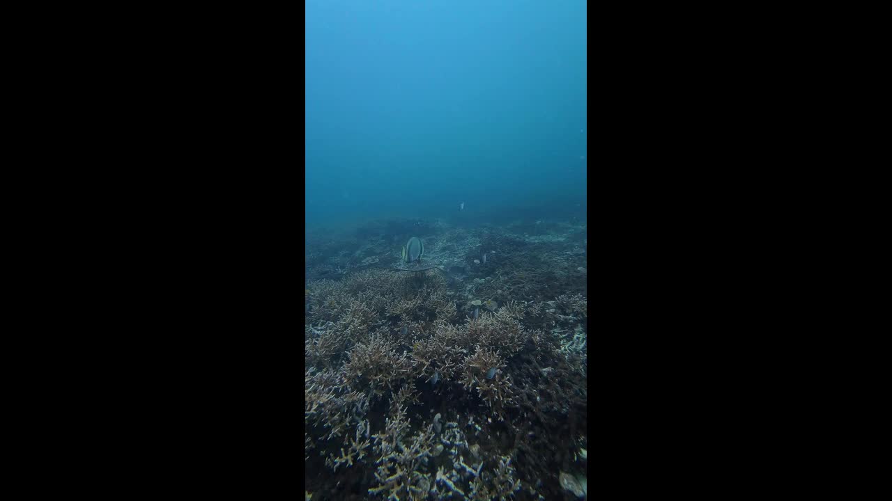 Fish seen catching ride on the back of turtle underwater