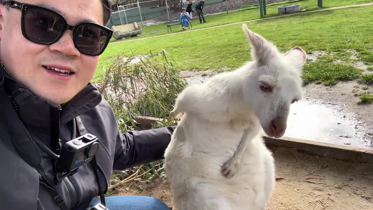 Albino wallaby gets gentle back scratch in Australia