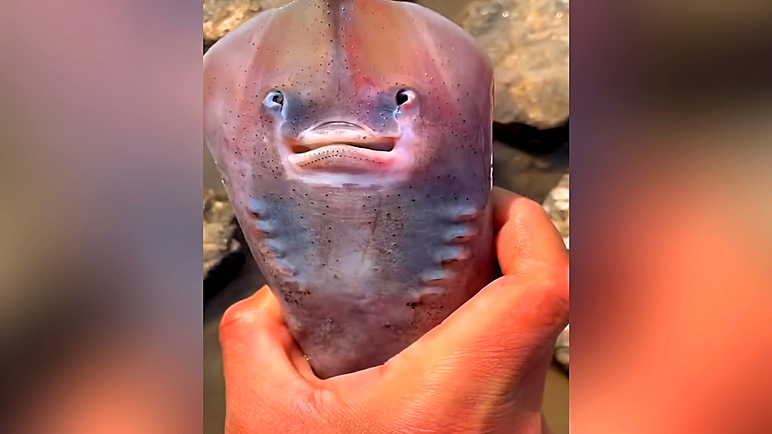 This Enigmatic Fish Amazed the Fisherman at First Sight