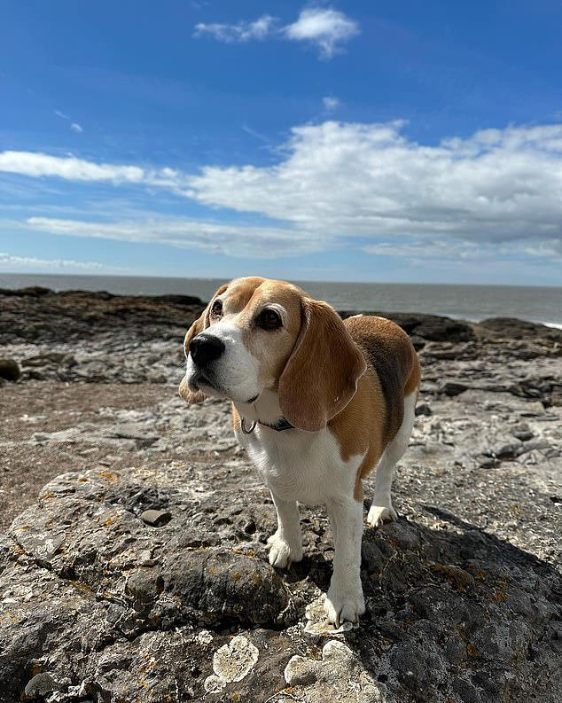 Aaron Ramsey issues desperate plea to find his dog after it goes missing in Mexico