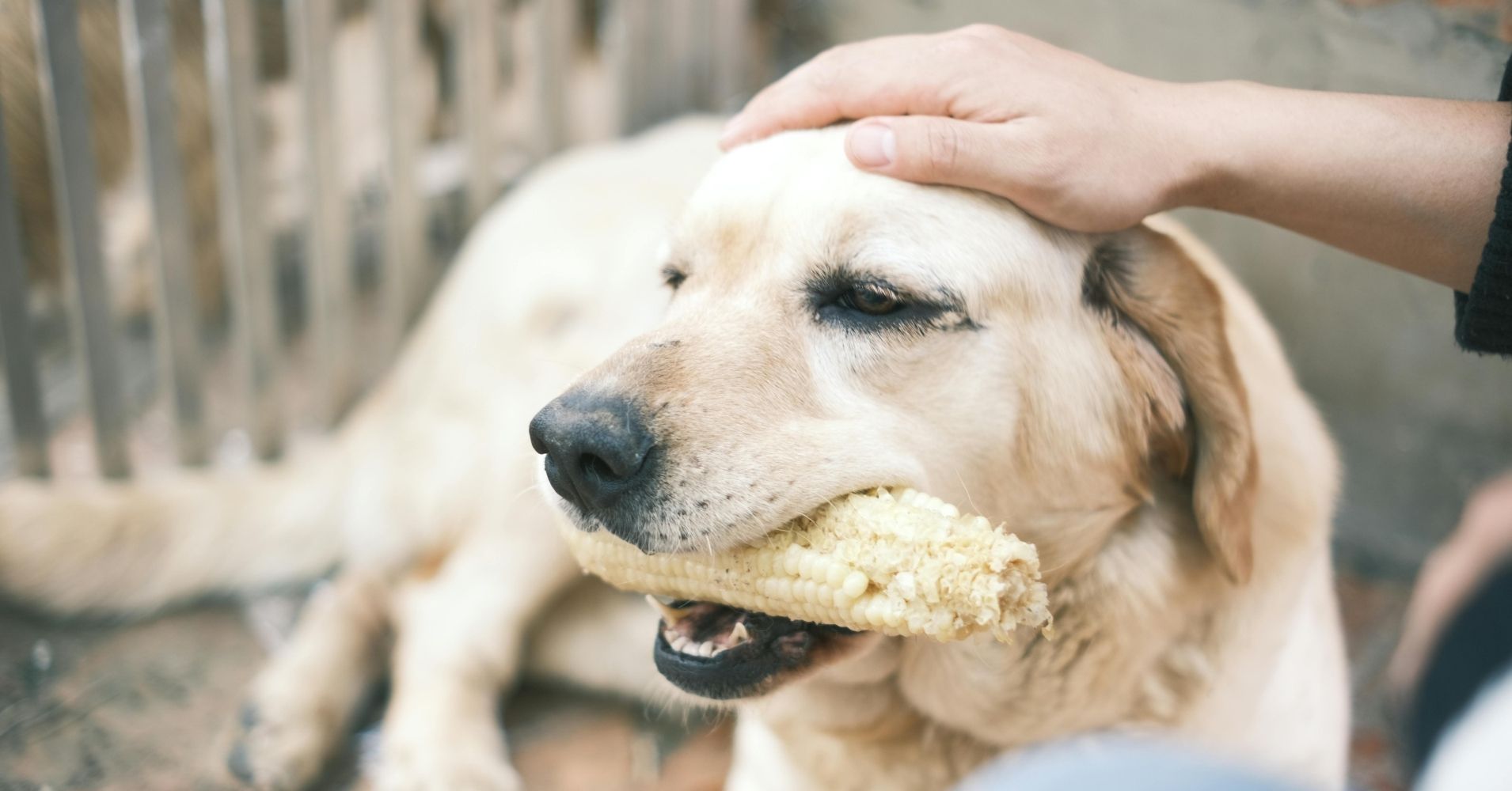 23 Gentle Dog Breeds Perfect for a Peaceful Lifestyle