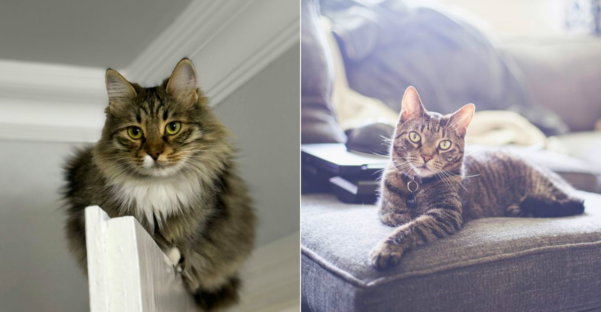 Your Cat’s Favourite Spot Reveals Secrets About Their Character