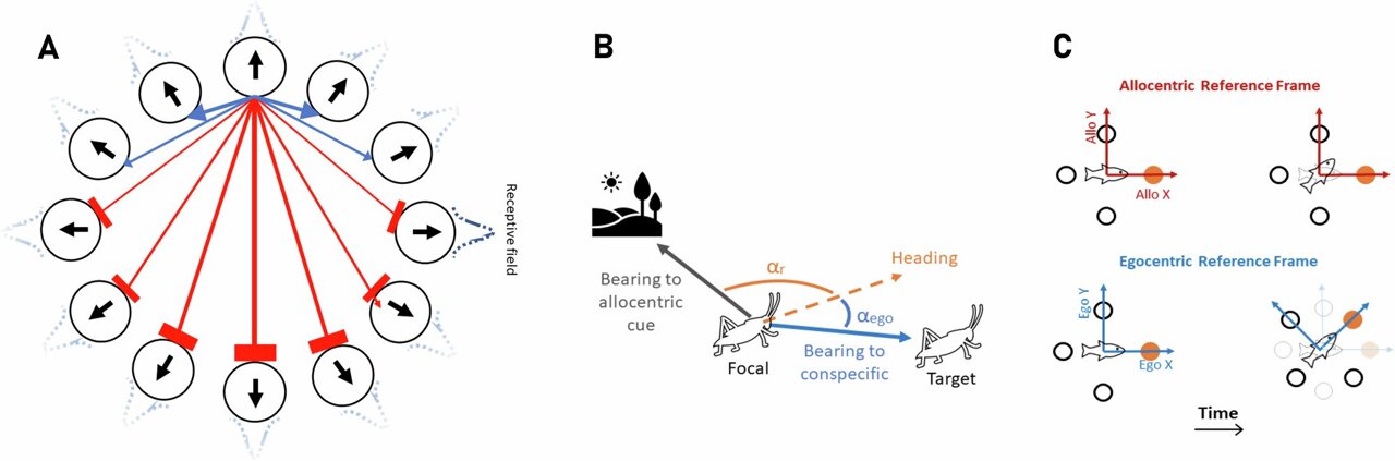 When minds align: A neural basis for flocking
